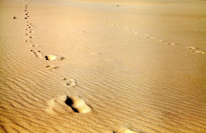 Footprints on the desert stock photo. Image of print - 78779634