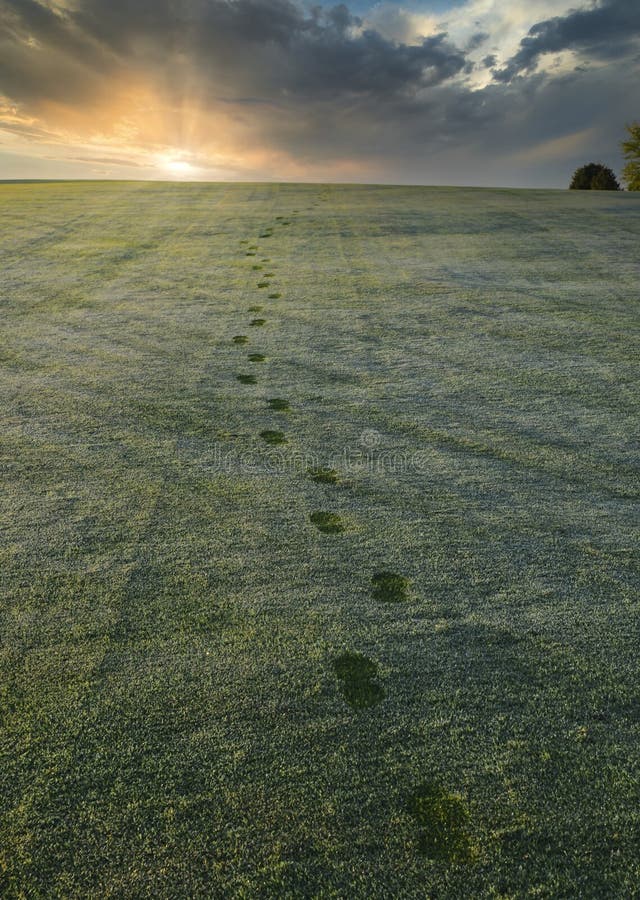Footprints in the Dew Covered Grass at a Golf Course Stock Photo ...