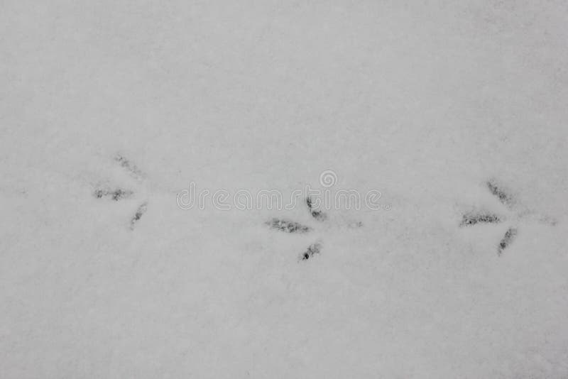 Footprints of a Dove on the Fluffy Snow. Traces of Birds on a White ...