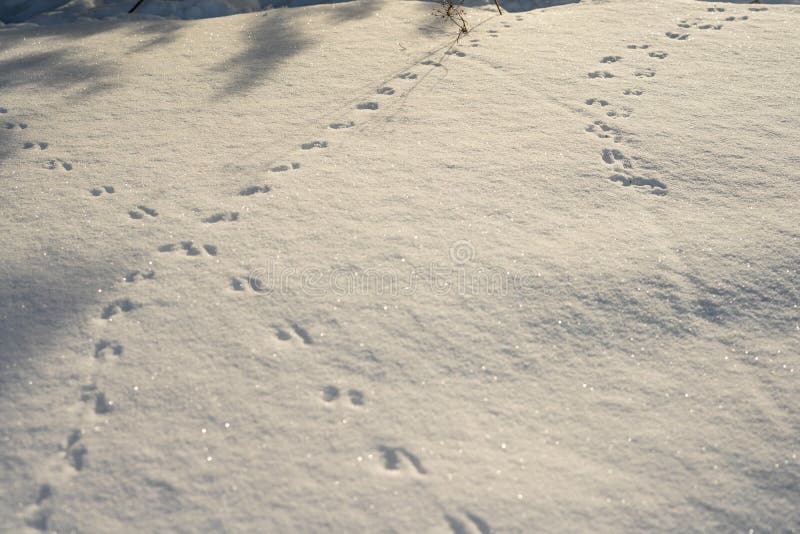The Footprints of a Field Mouse Form a Natural Pattern in the Snow ...