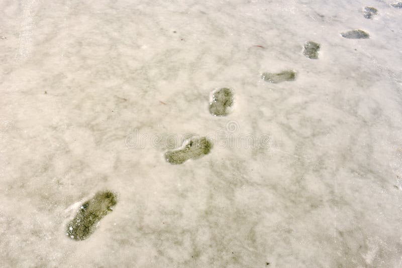 Footprints on a Frozen Lake Stock Photo - Image of forest, environment ...