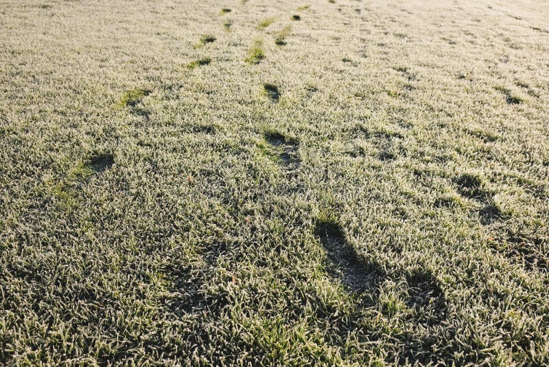 Footprints on Wet Grass on a Beautiful Autumn Morning. a Path Marked ...