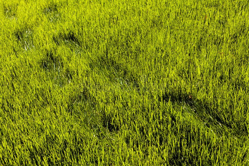 Footprints on the grass stock illustration. Illustration of white ...