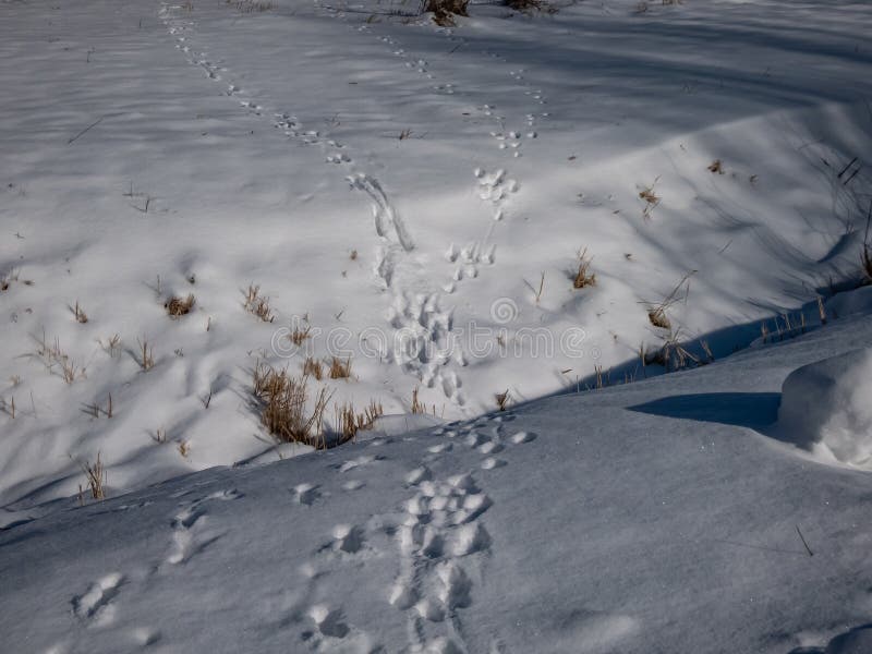 Footprints of a Group of Roe Deers after Walking in Deep Snow Over Deep ...