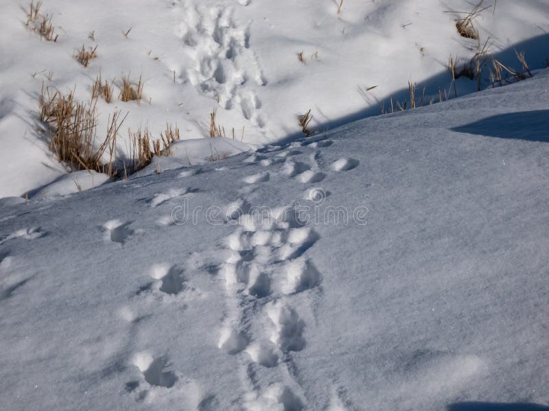 Footprints of a Group of Roe Deers after Walking in Deep Snow Over Deep ...
