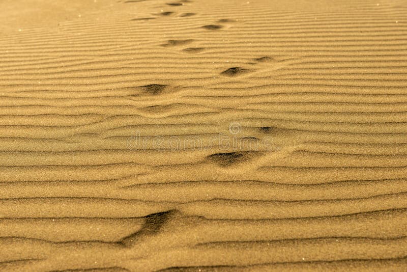 Undulating Sand Dunes at the Base of San Andres Mountains Stock Image ...