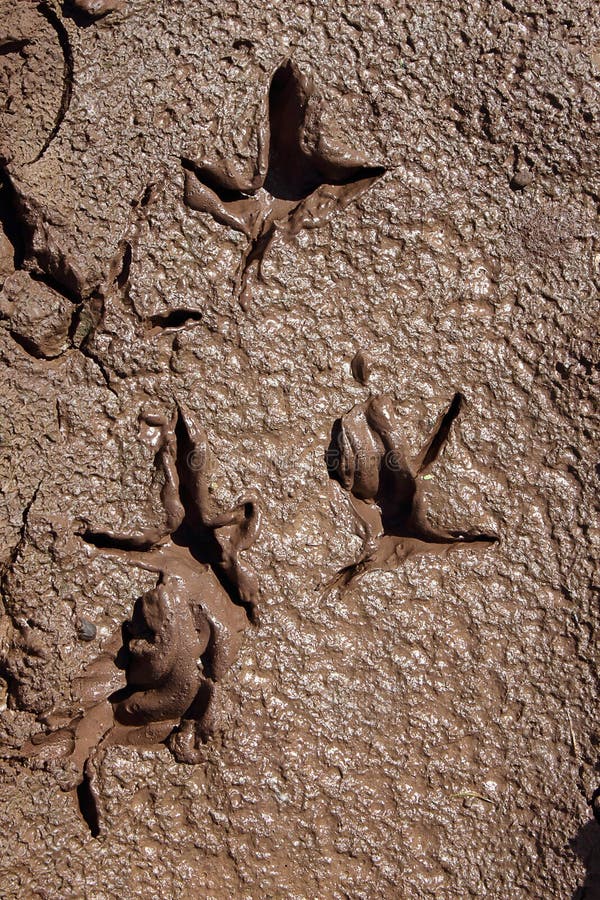 Footprints Left By A Bird In Soft Mud Stock Photo - Image of earth ...
