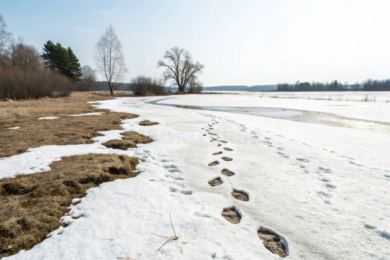 Footprints on Melting Ice in Early Spring Stock Illustration ...