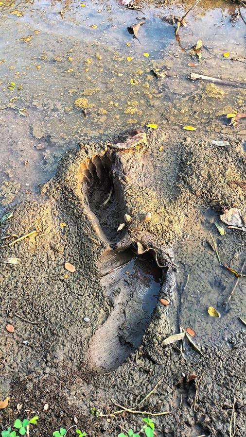 Footprints on the mud stock photo. Image of reptile - 320913350