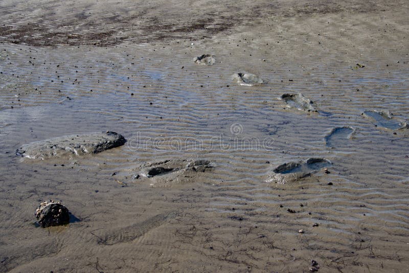 Footprints in the Mud of the Wadden Sea at Low Tide Stock Photo - Image ...
