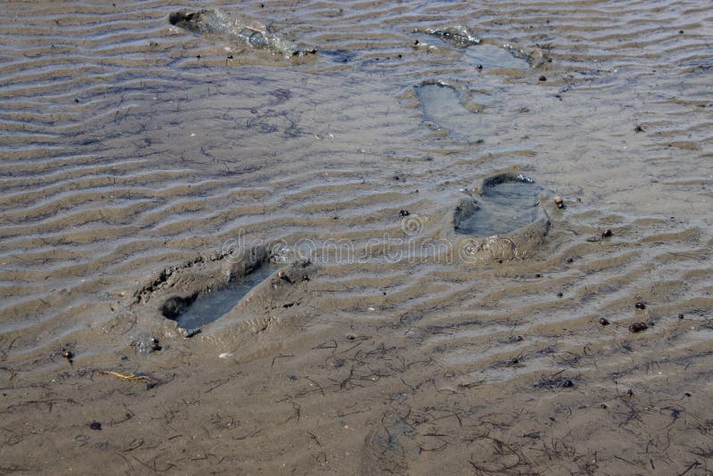 Footprints in the Mud of the Wadden Sea at Low Tide Stock Image - Image ...