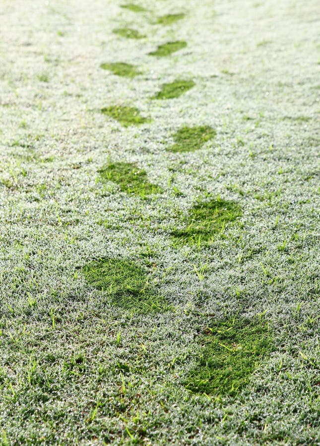 Footprints Over the Grass in the Early Morning Stock Photo - Image of ...