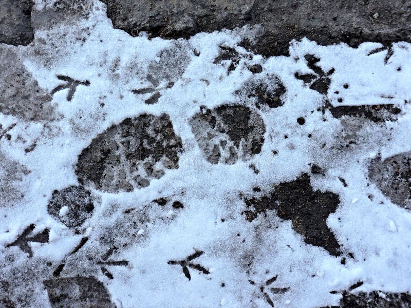 Footprints of People and Birds Stock Image - Image of good, people ...