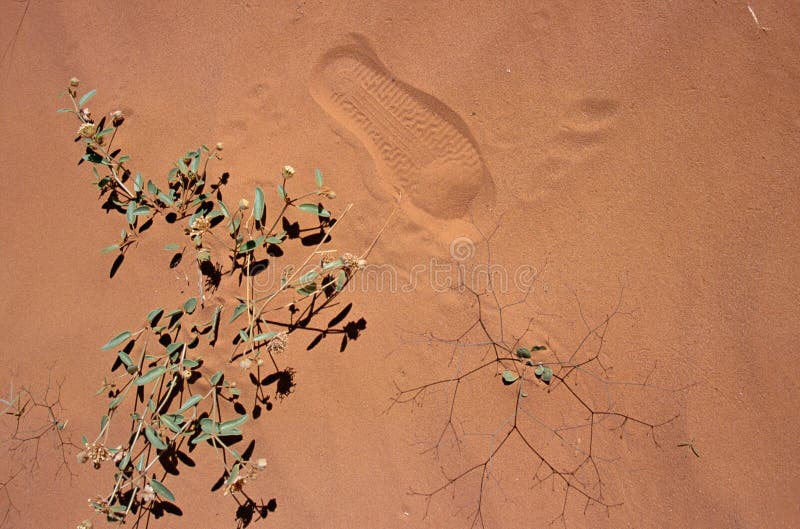 Footprints in the red sand stock image. Image of tracks - 37532573