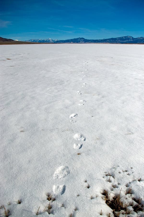 Footprints on the Salt Lake Stock Photo - Image of track, lake: 12274718