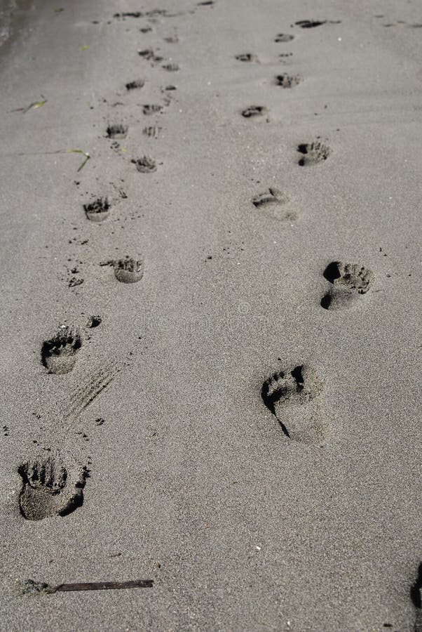 Receding Footprints Stock Photos - Free & Royalty-Free Stock Photos ...