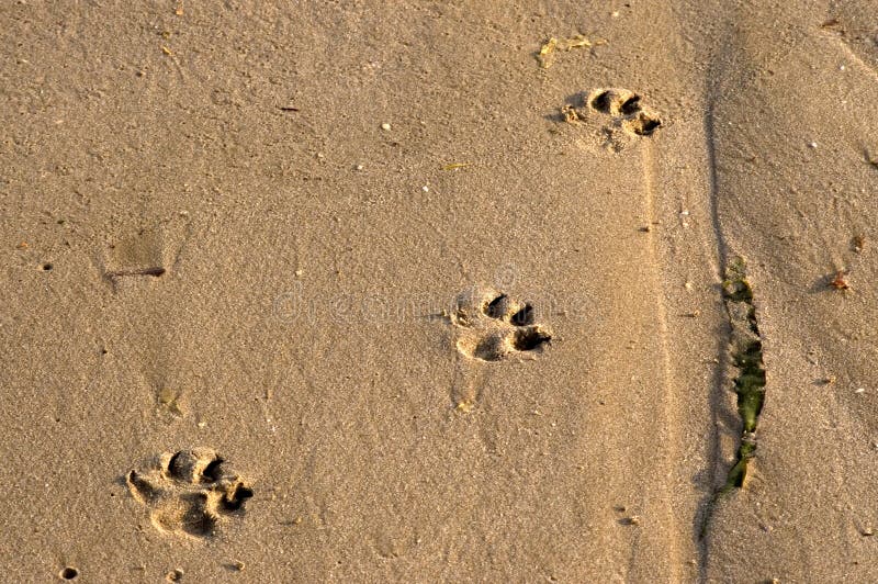 Cat Footprints In A Sand On A Beach Stock Image - Image of imprint ...