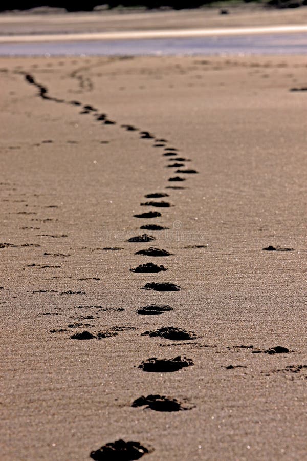 Fading Footprints Sand Stock Photos - Free & Royalty-Free Stock Photos ...