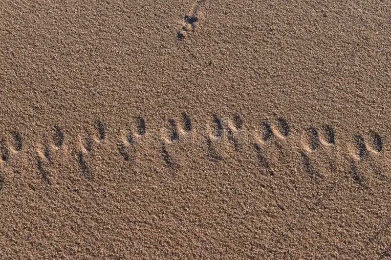 Footprints on the Sand Left by a Camel Stock Image - Image of ...