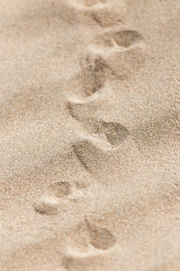 223 Lizard Footprint Stock Photos - Free & Royalty-Free Stock Photos ...