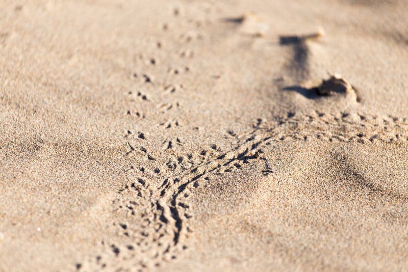 226 Lizard Footprint Stock Photos - Free & Royalty-Free Stock Photos ...