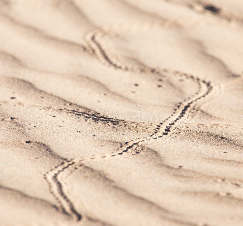224 Lizard Footprint Stock Photos - Free & Royalty-Free Stock Photos ...