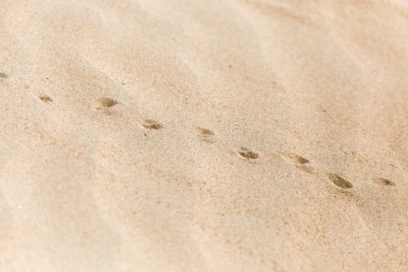 Lizard Footprints in the Sand Trails, Detailed Close Up Macro in Red ...