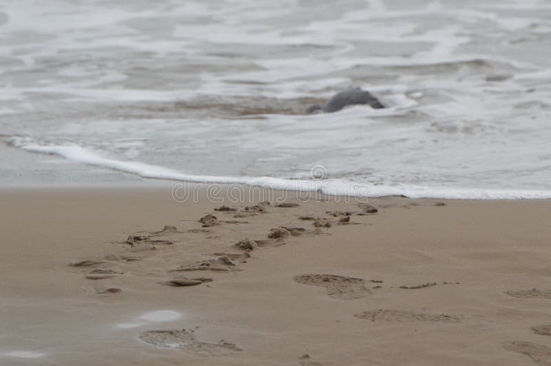 131 Turtle Footprint Stock Photos - Free & Royalty-Free Stock Photos ...