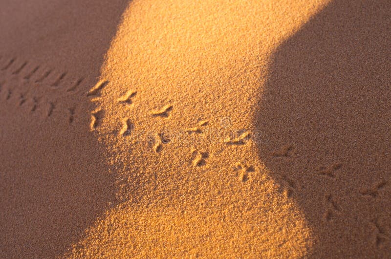 139 Beetle Footprints Stock Photos - Free & Royalty-Free Stock Photos ...