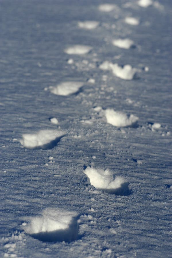 Snow Footprint Picture. Image: 6091736
