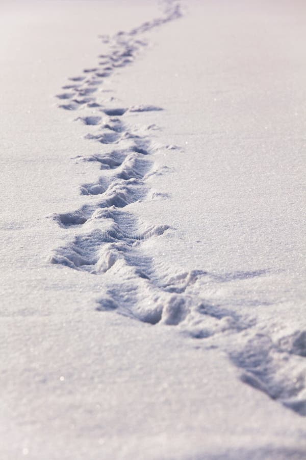 Footprints in snow stock image. Image of frost, natural - 8095063