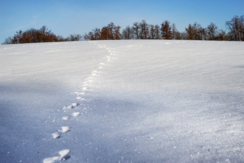 Footprints on Snow in Bright Day Stock Photo - Image of outdoor, relax ...