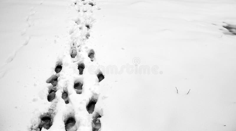 Footprints in the Snow. Footprints on the First Snow. Imprint and ...