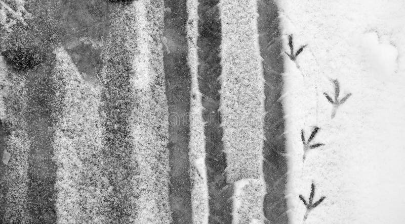 Footprints in the Snow. Footprints on the First Snow. Imprint an Stock ...