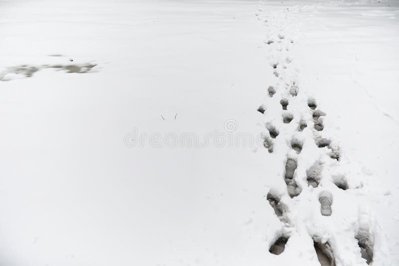 Footprints in the Snow. Footprints on the First Snow. Imprint of Stock ...