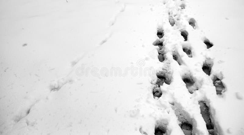 Footprints in the Snow. Footprints on the First Snow. Imprint an Stock ...
