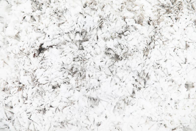 Footprints in the Snow. Footprints on the First Snow Stock Photo ...