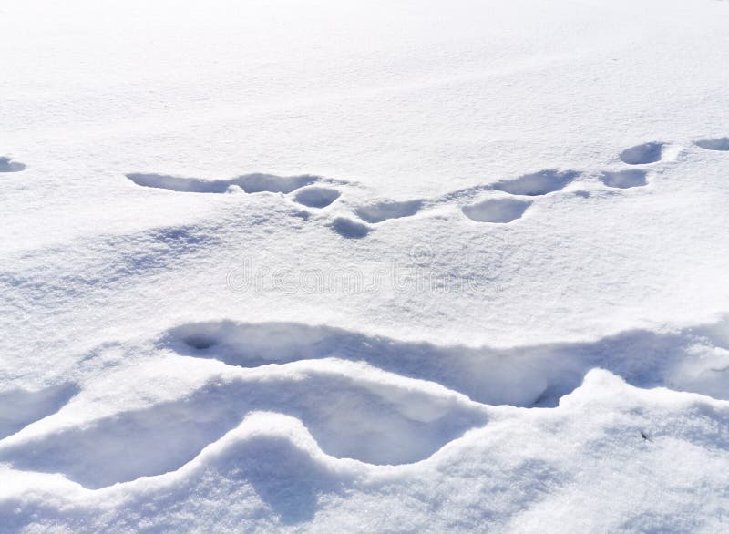 Footprints in snow stock image. Image of cold, deep - 213604387