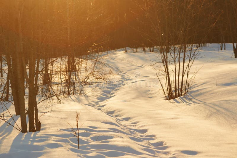 Footprints in the Snow in the Golden Hour. Stock Image - Image of lone ...