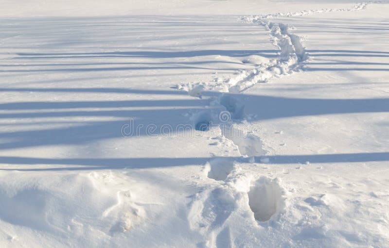 Footprints in the Snow. Winter Stock Photo - Image of footprints ...