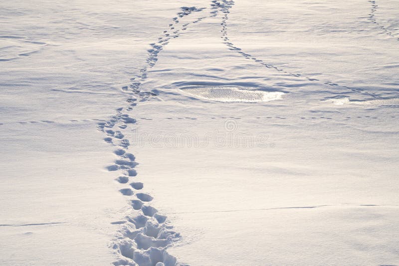 Footprints on Snow stock image. Image of imprint, fresh - 244196979