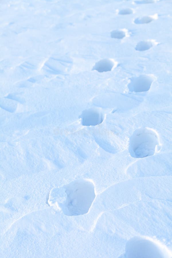Footprints in the snow. stock image. Image of cold, outdoor - 77700935
