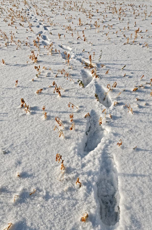 Footprints in Snow from Walk Stock Photo - Image of boot, cold: 126717396