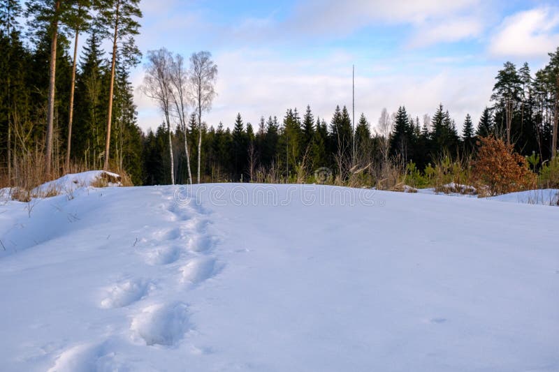In Winter, a Pine Tree Grows in the Forest with Roots Covered with Snow ...