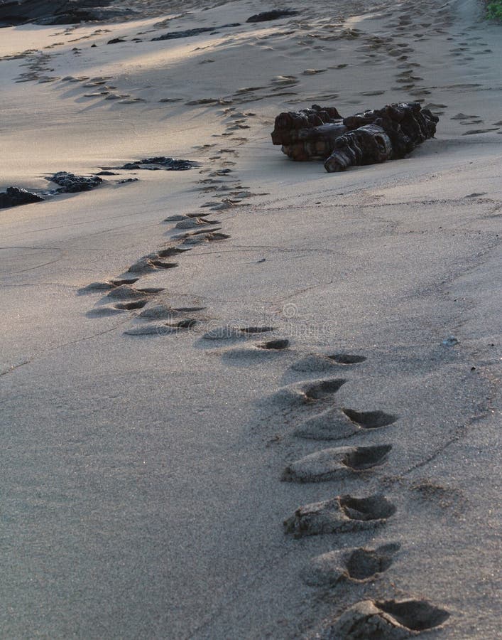 Sandy Footprints stock image. Image of ocean, indent - 11107977