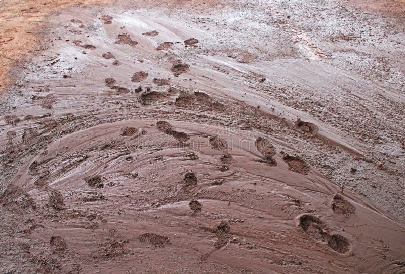 FOOTPRINTS in THICK LAYER of MUD Stock Photo - Image of sludge, view ...