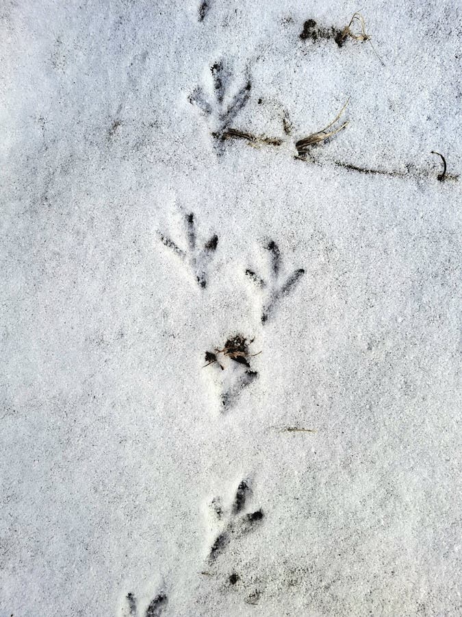 Footprints of Wild Birds, Namely Pigeons Stock Image - Image of birds ...