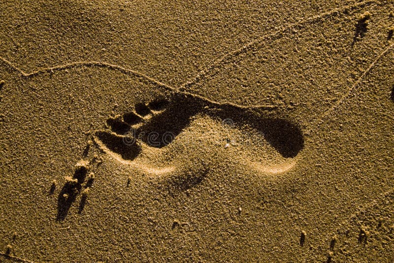 Footstep stock photo. Image of beach, footprint, footstep - 11088488