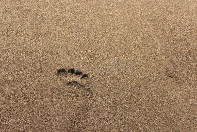 Footstep on Brown Sand Beach. Footprint Stock Photo - Image of makassar ...
