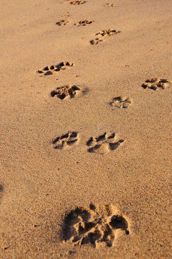 Footstep of the dog stock photo. Image of human, prints - 88357742